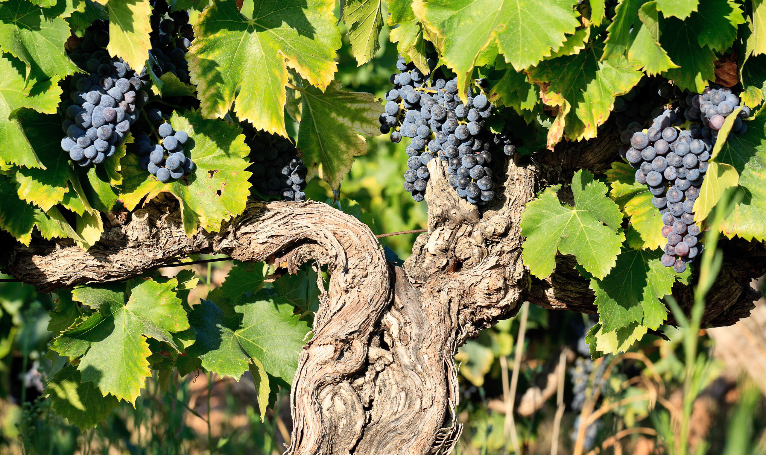 Minuty Winery | Vivino