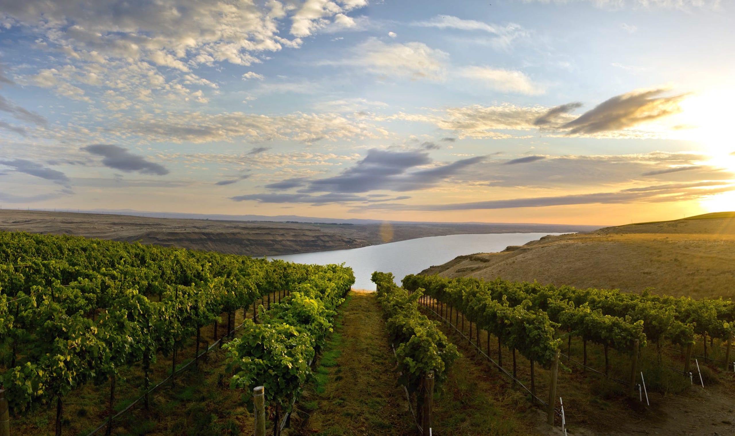 Long Shadows Winery | Vivino