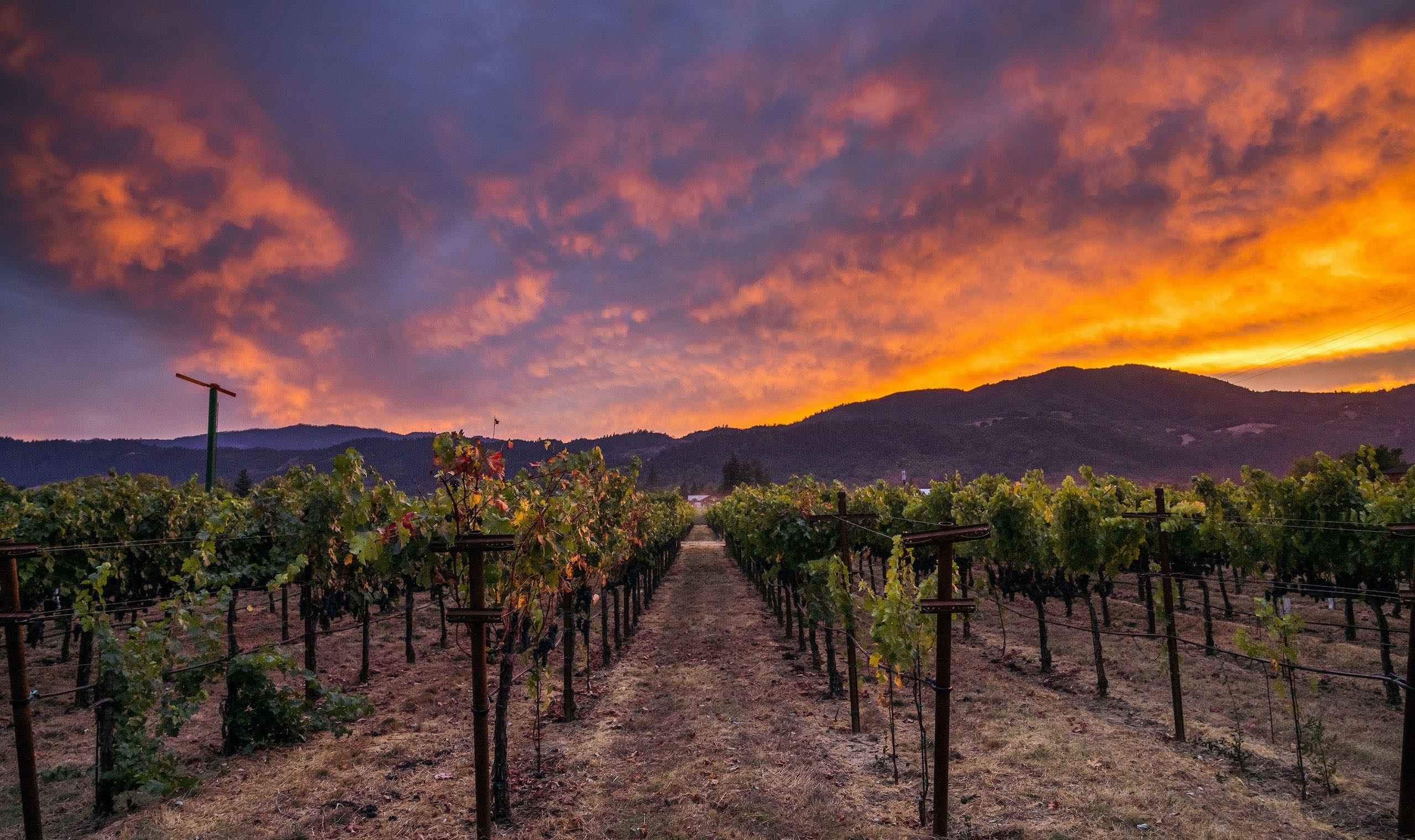 Sequoia Grove | Winery