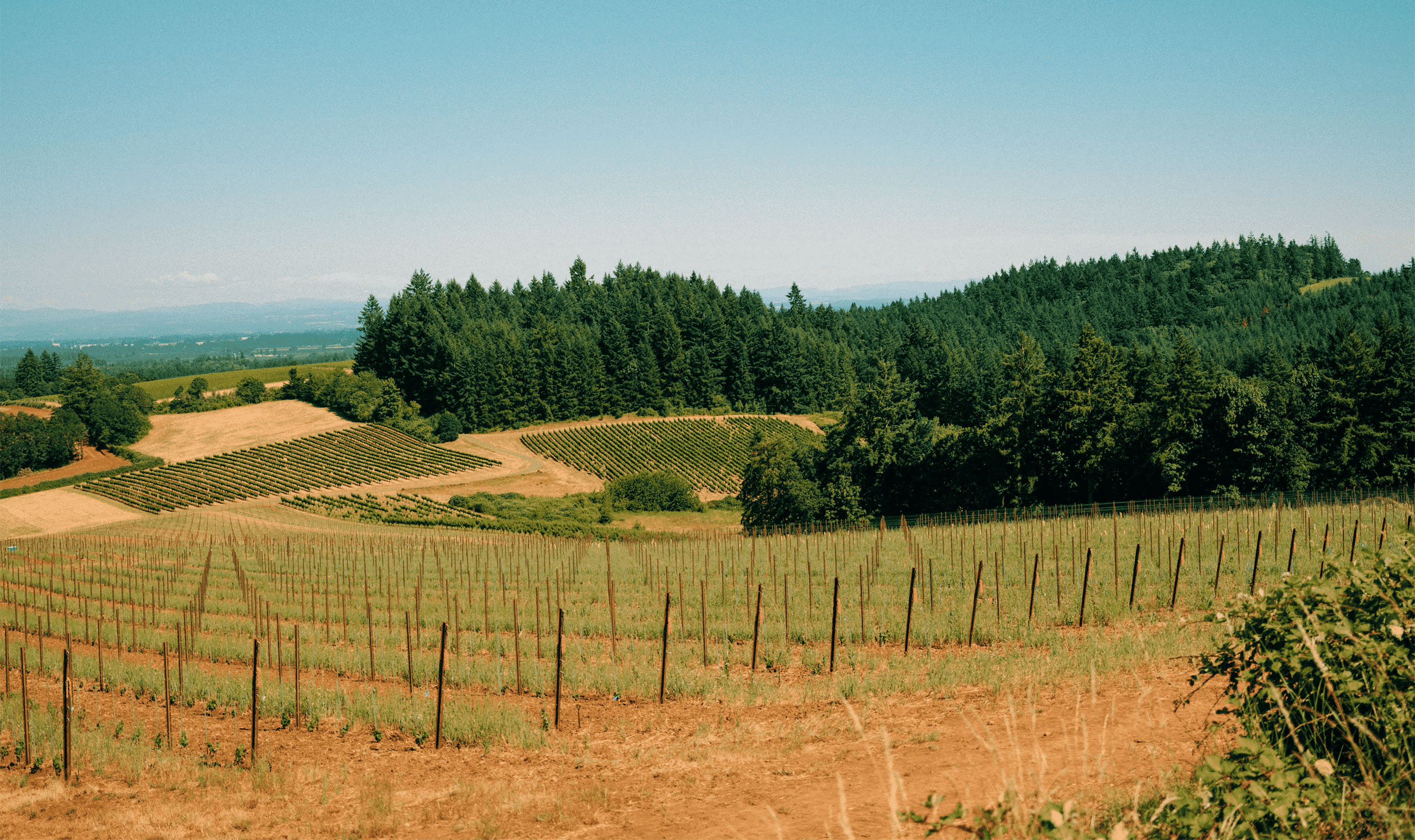 Evening Land | Winery