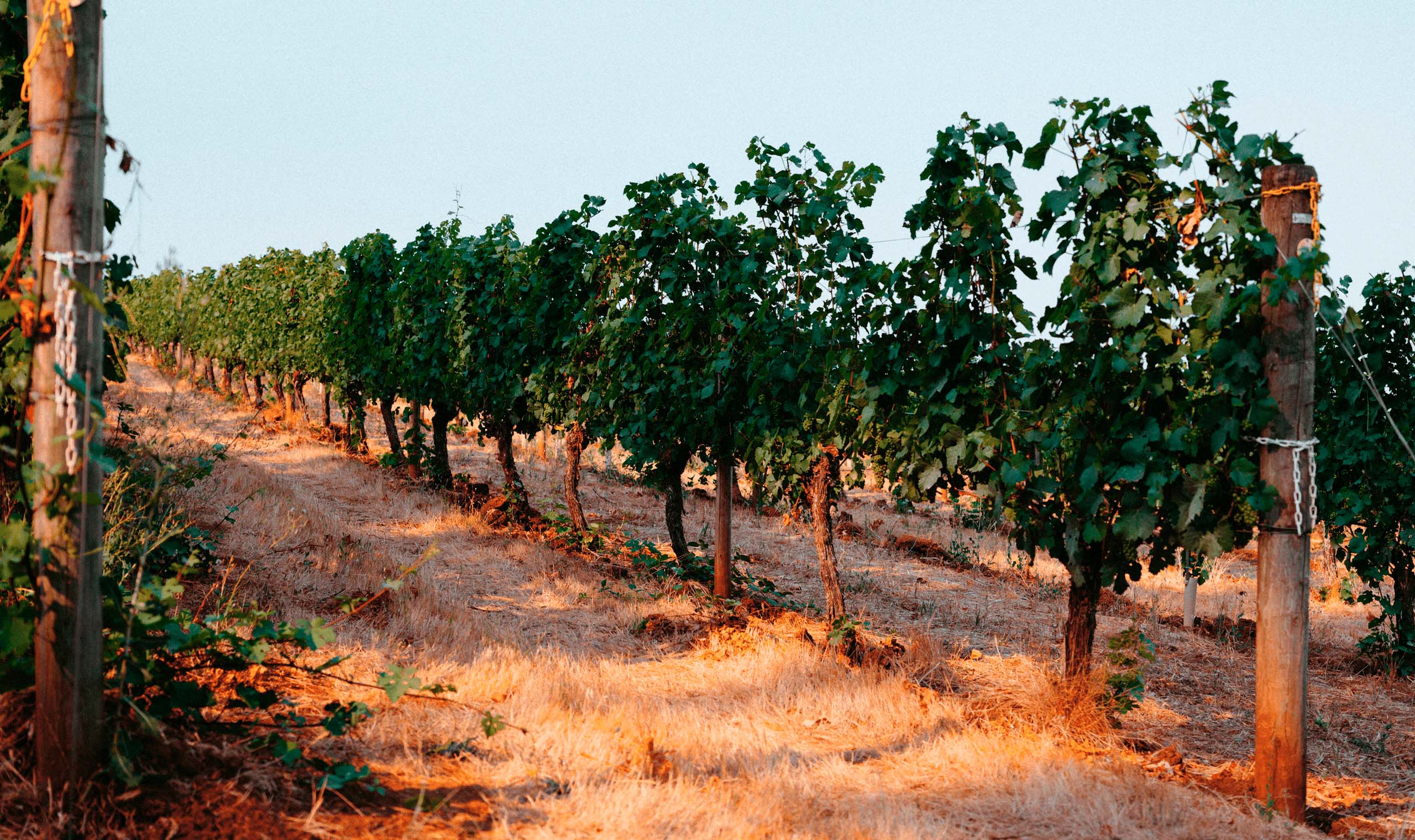Evening Land | Winery