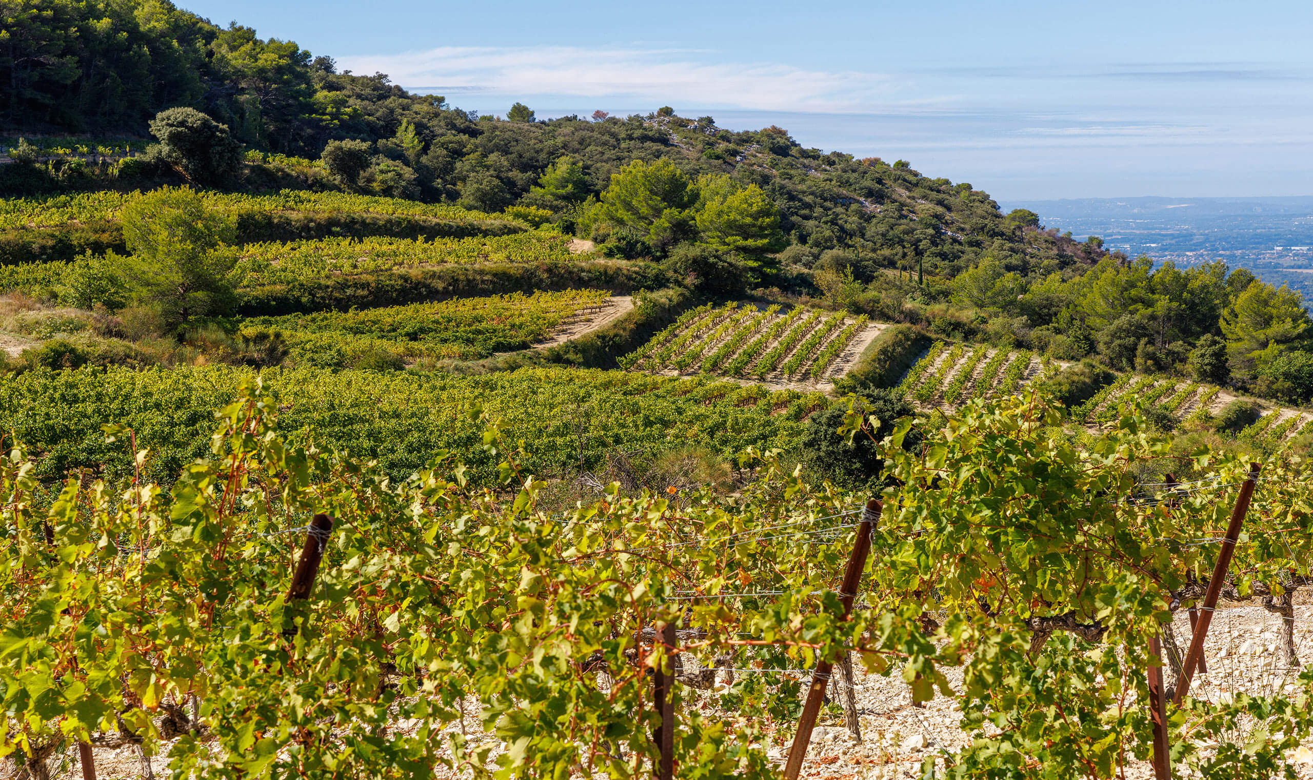 Xavier Vignon Winery | Vivino