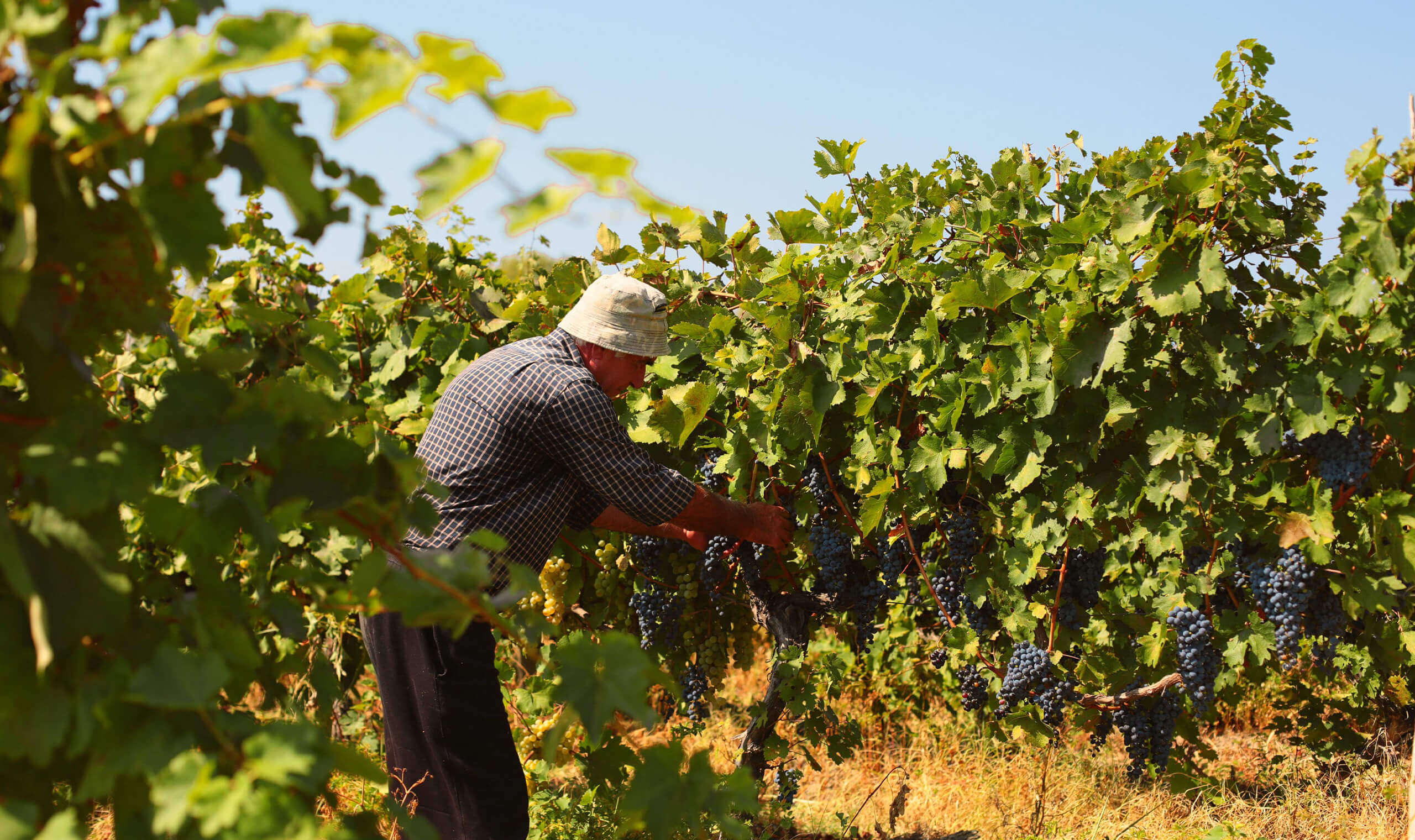 Badagoni Winery | Vivino