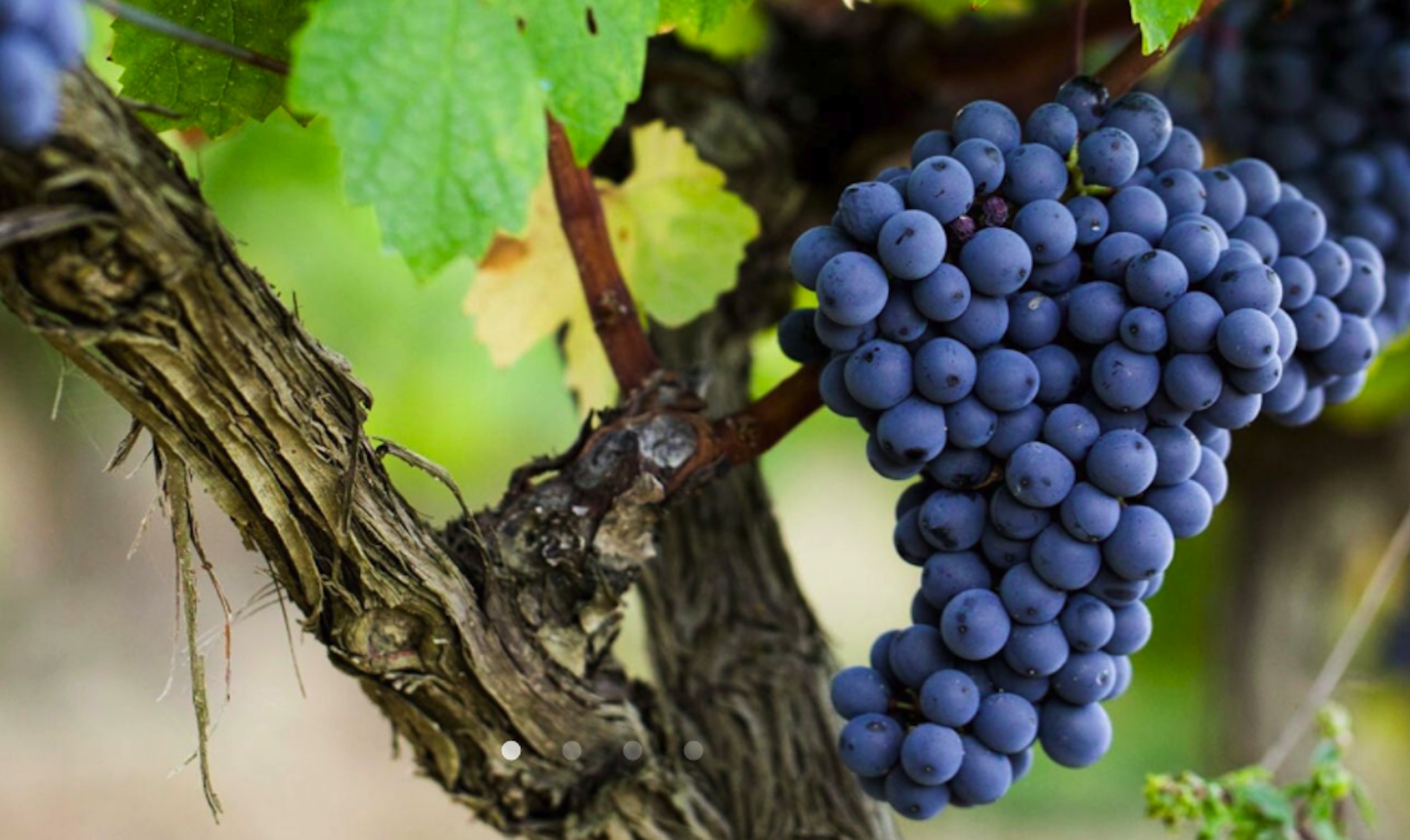 Félix Solís Winery | Vivino