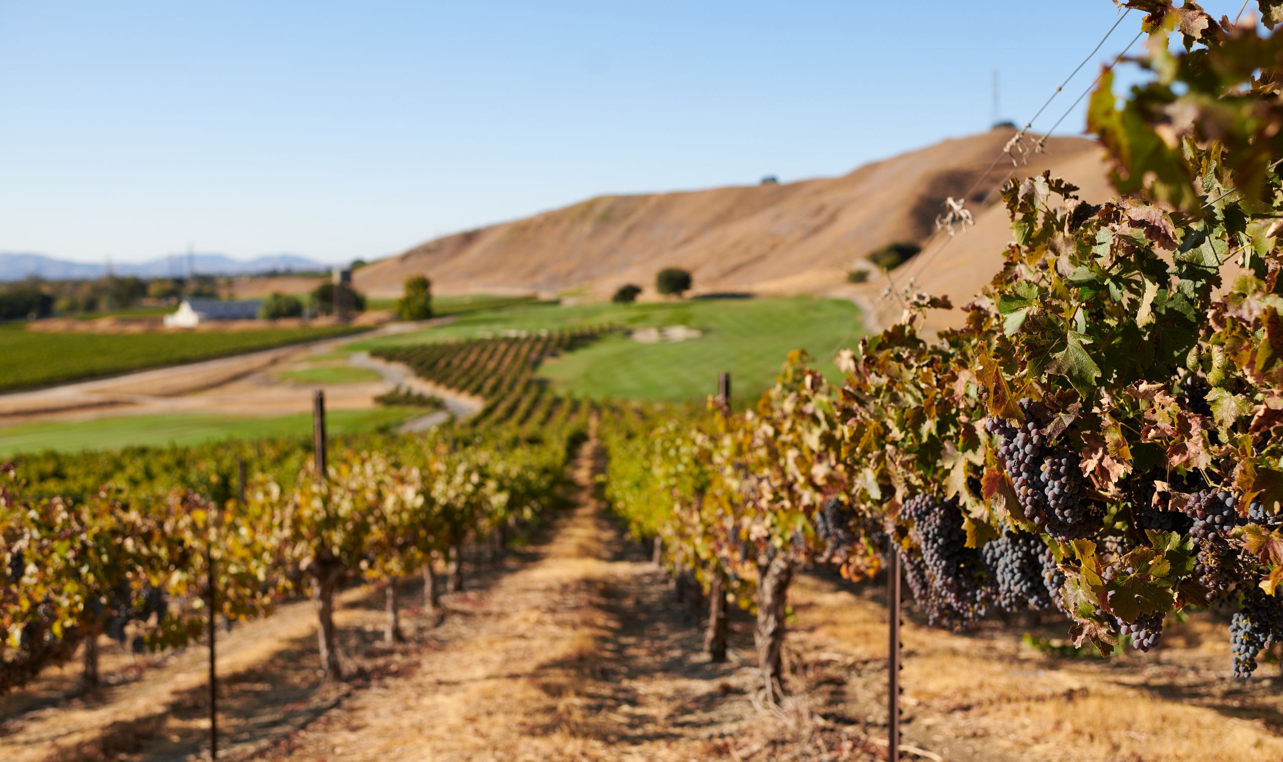 Wente Family Vineyards Winery | Vivino