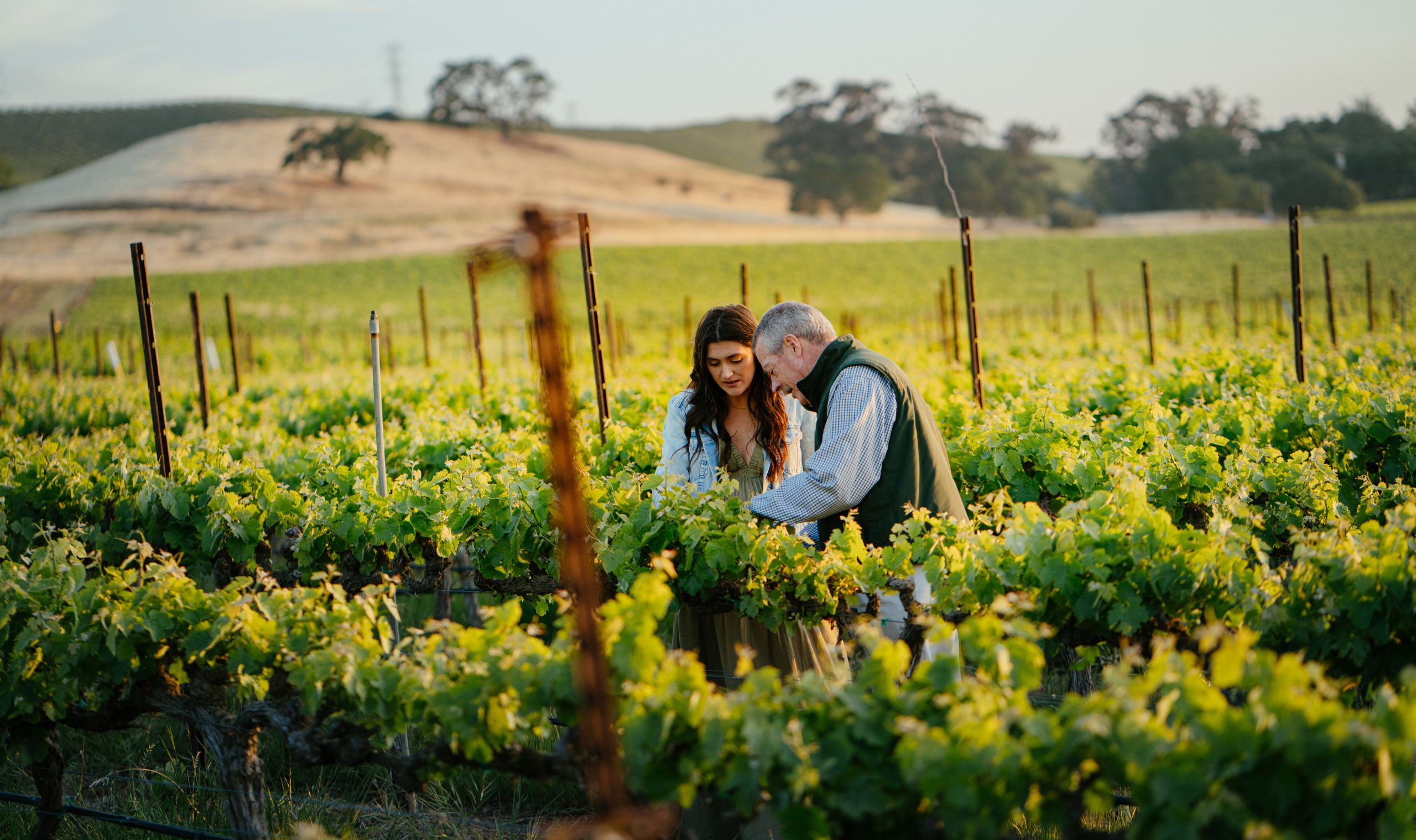Wente Family Vineyards Winery | Vivino