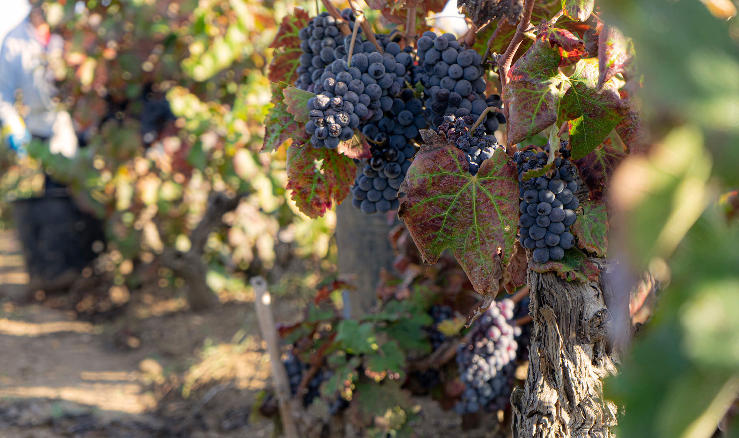 La Pruina Winery | Vivino