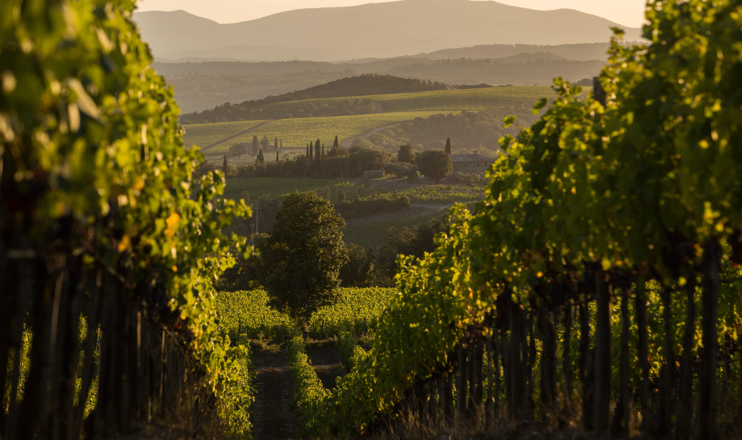 Tenuta Luce Winery | Vivino