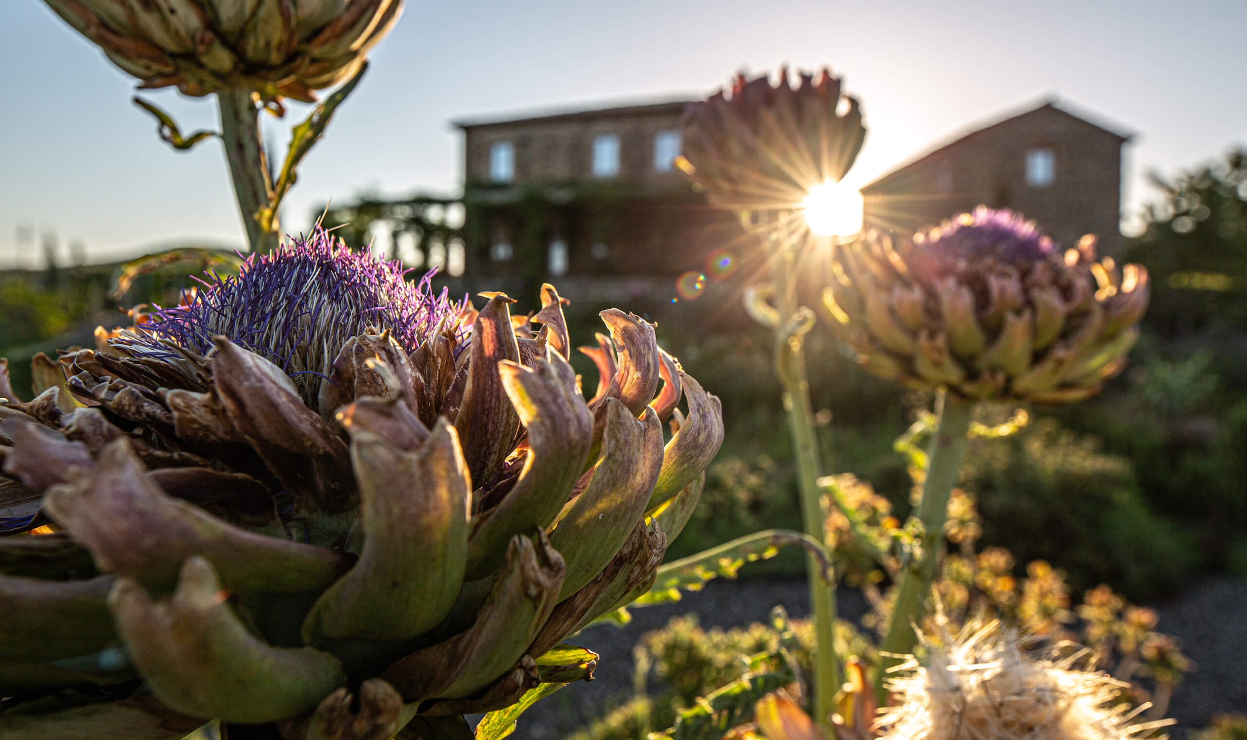 Tenuta Luce Winery | Vivino