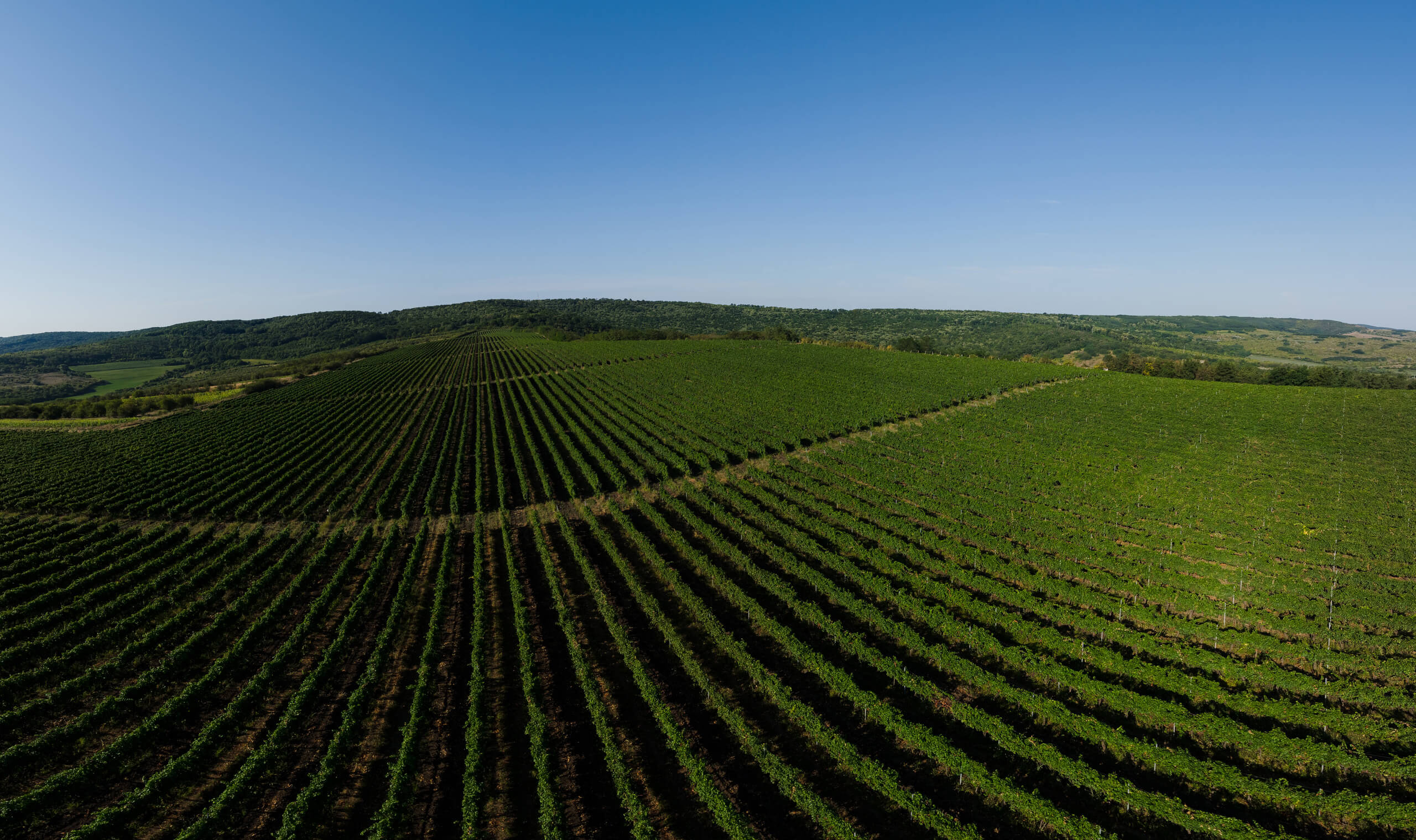 Radacini Winery | Vivino