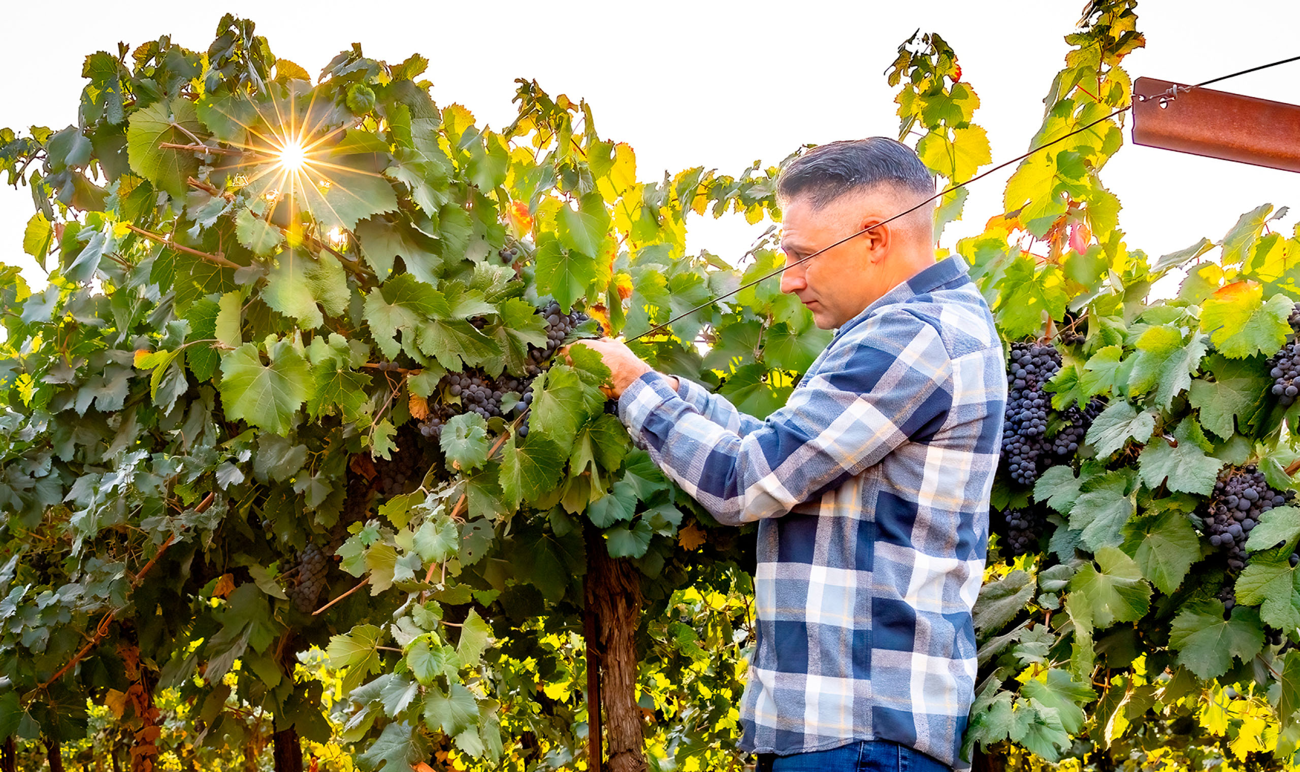 Galiano Winery | Vivino
