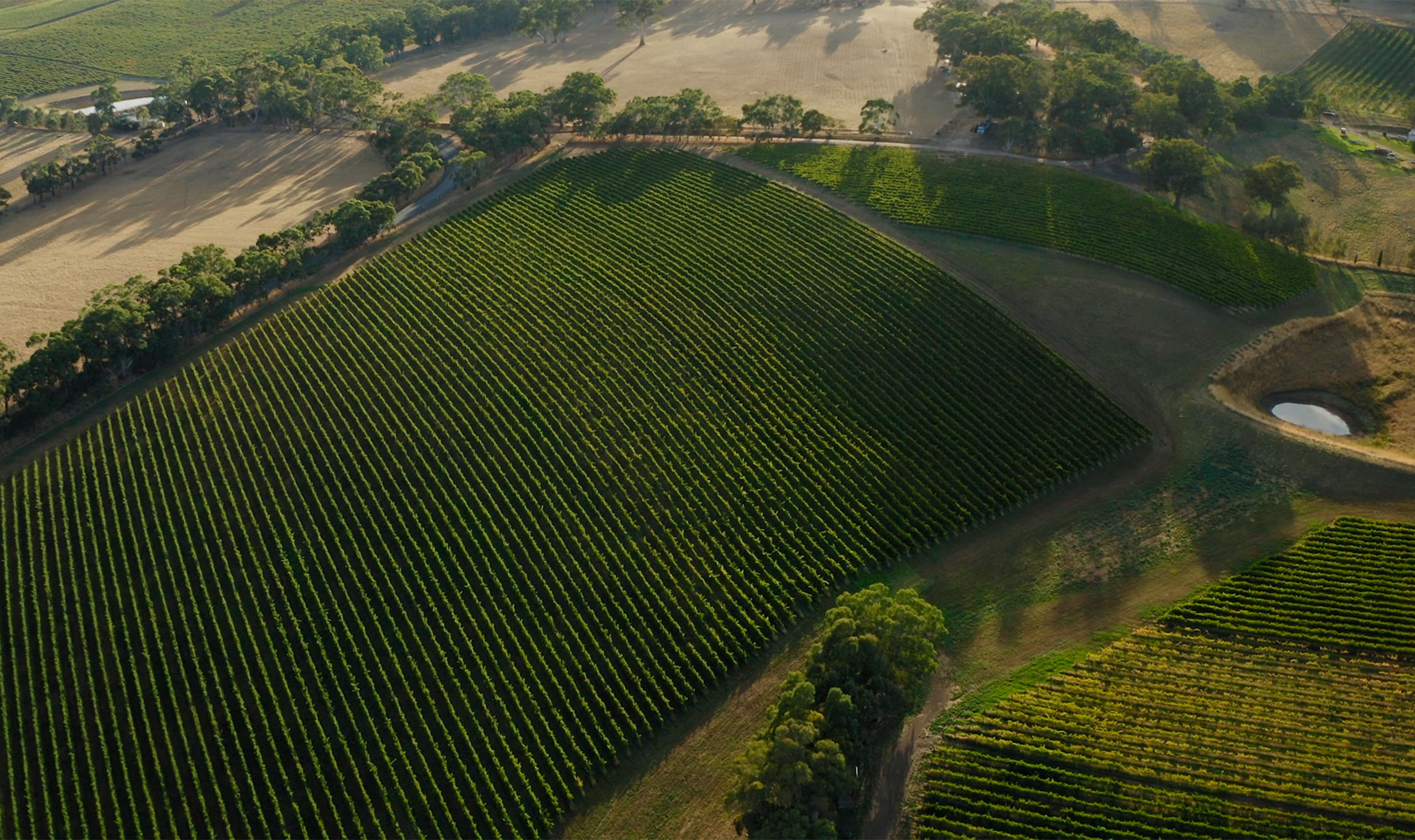 Little Giant Winery | Vivino