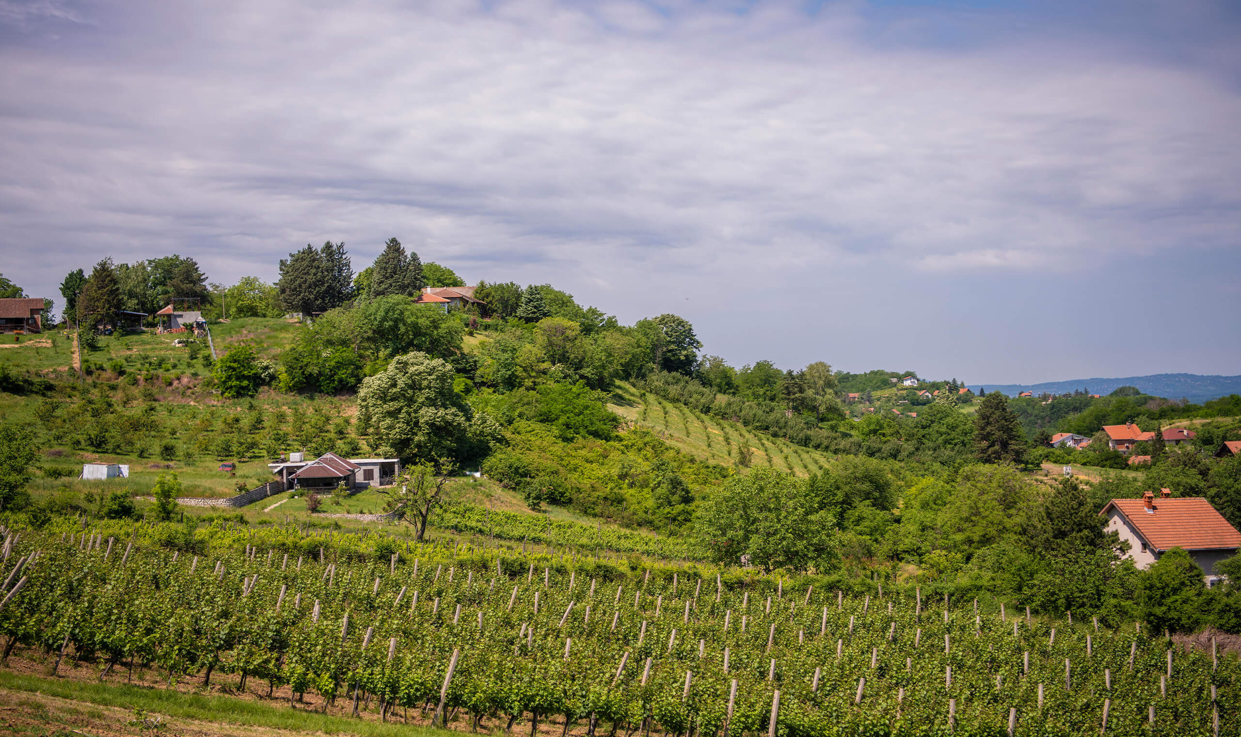 Vinarija Panjković Winery | Vivino