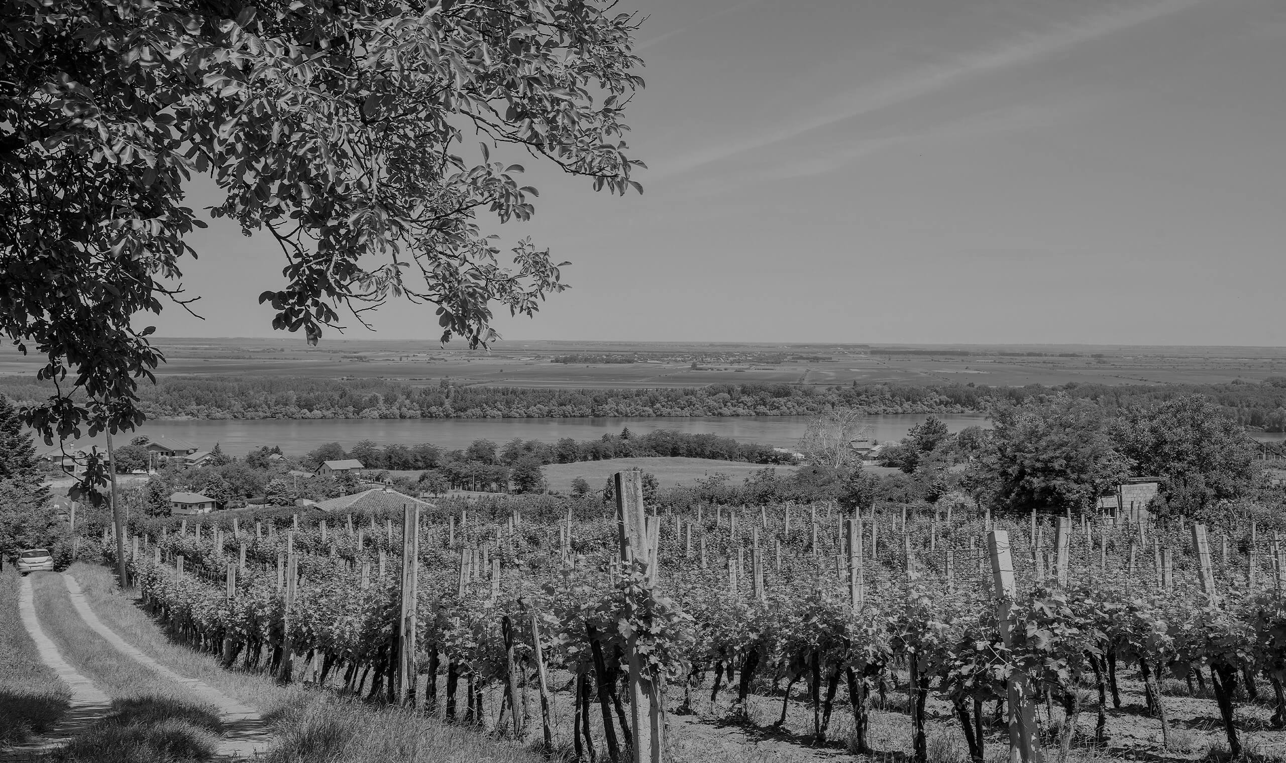 Vinarija Panjković Winery | Vivino