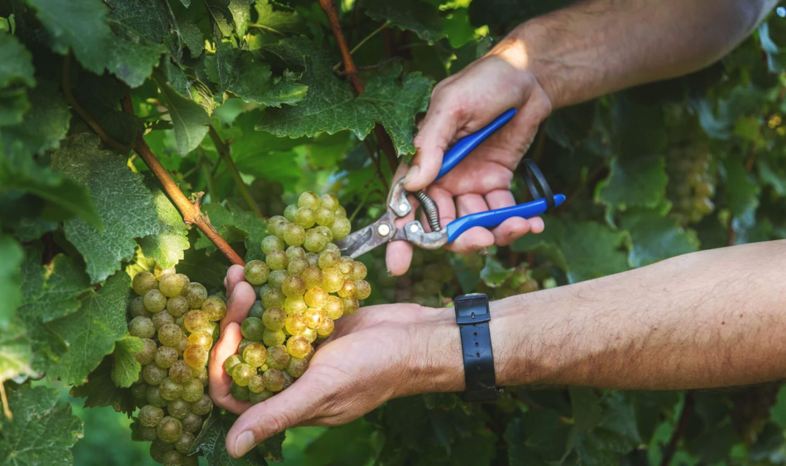 Cirro Winery | Vivino