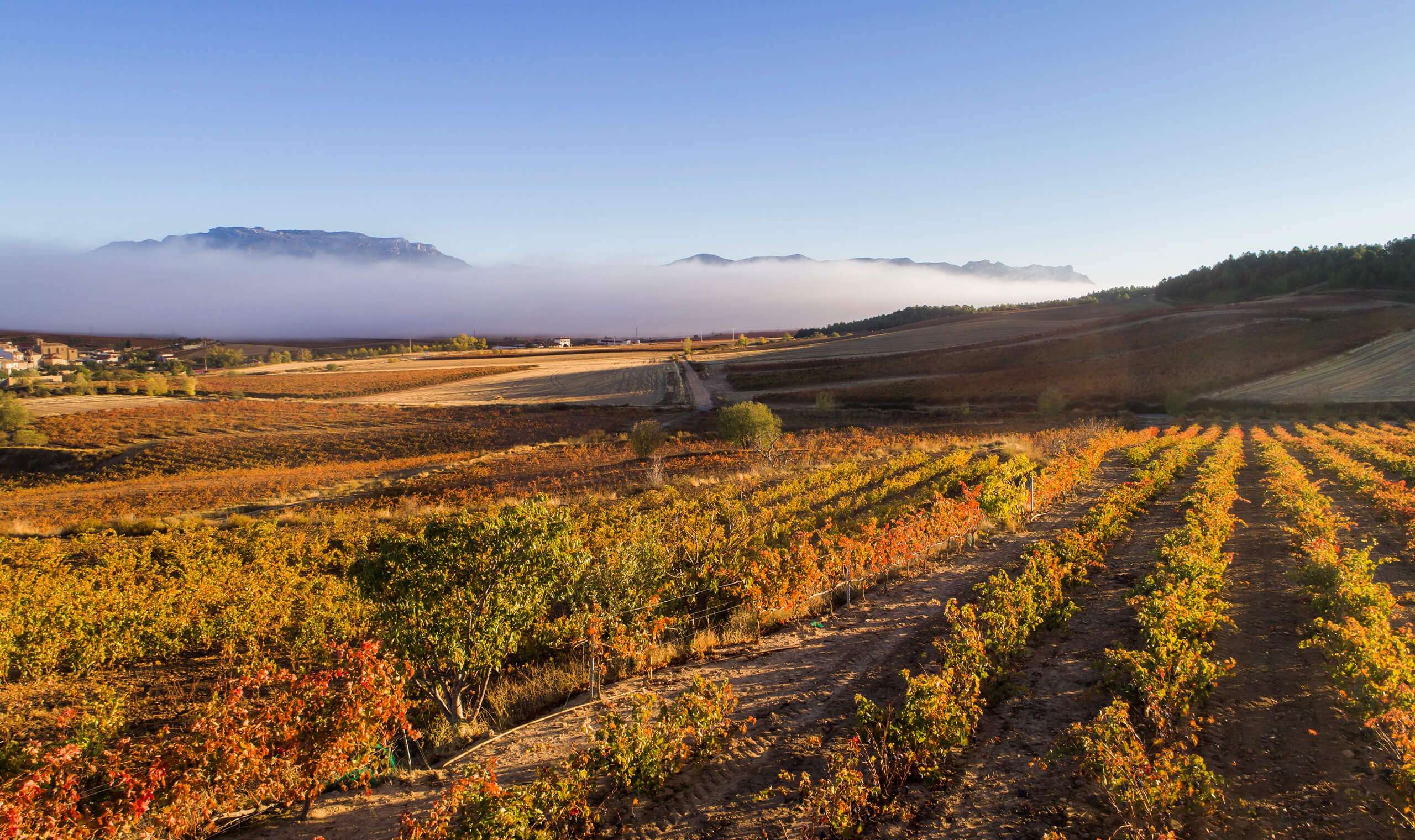 VALENCISO Winery | Vivino