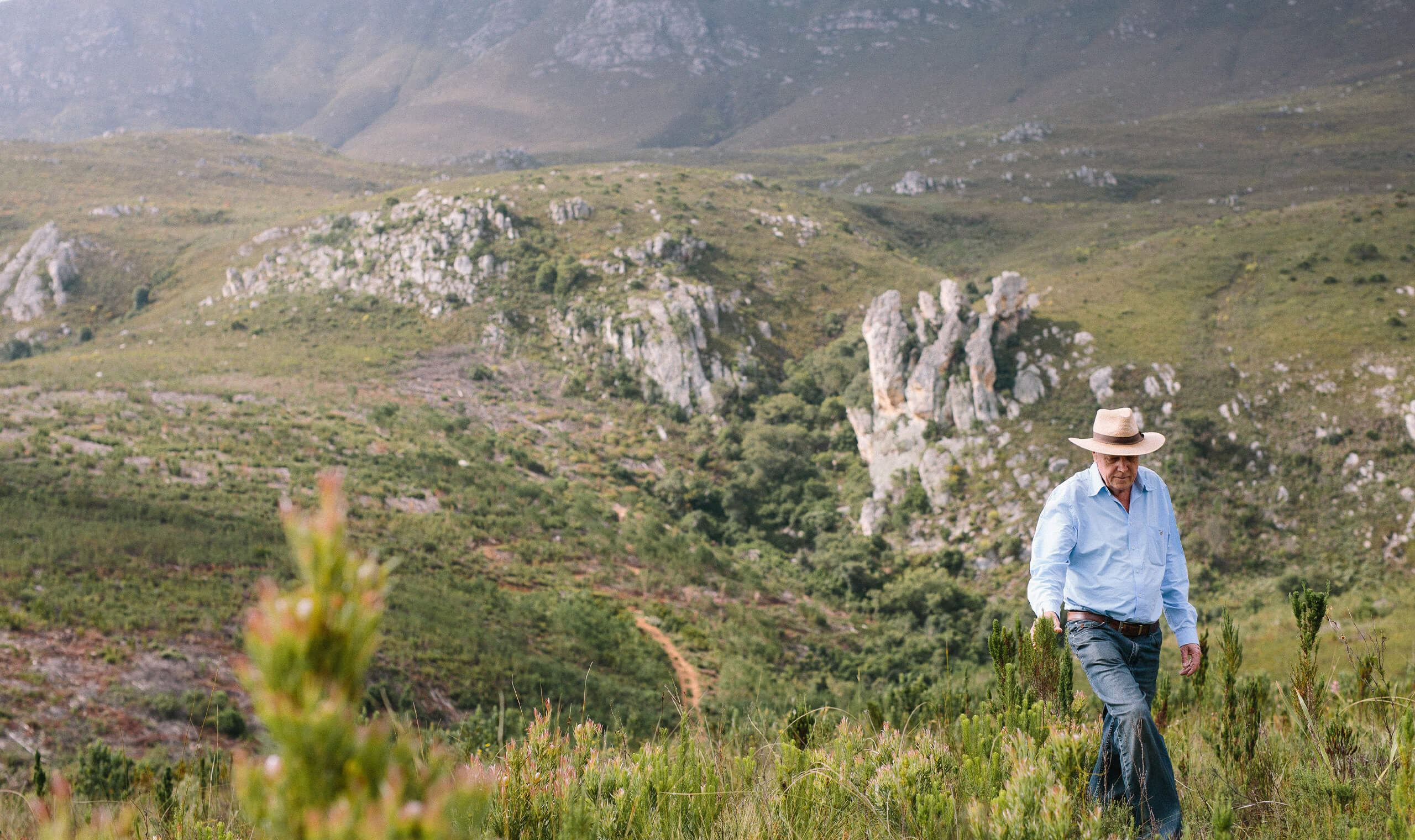 Paul Cluver Winery | Vivino