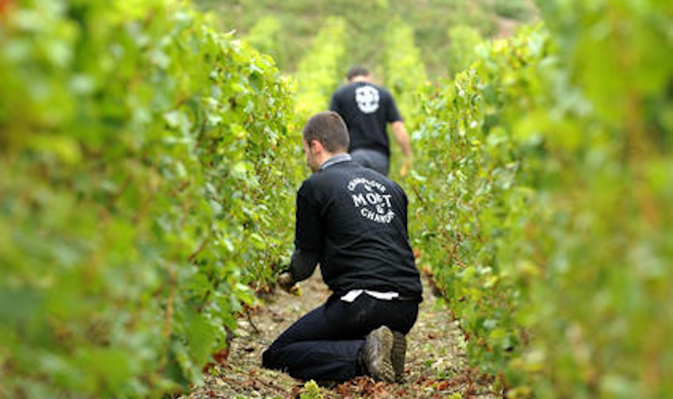 Moët & Chandon Winery | Vivino