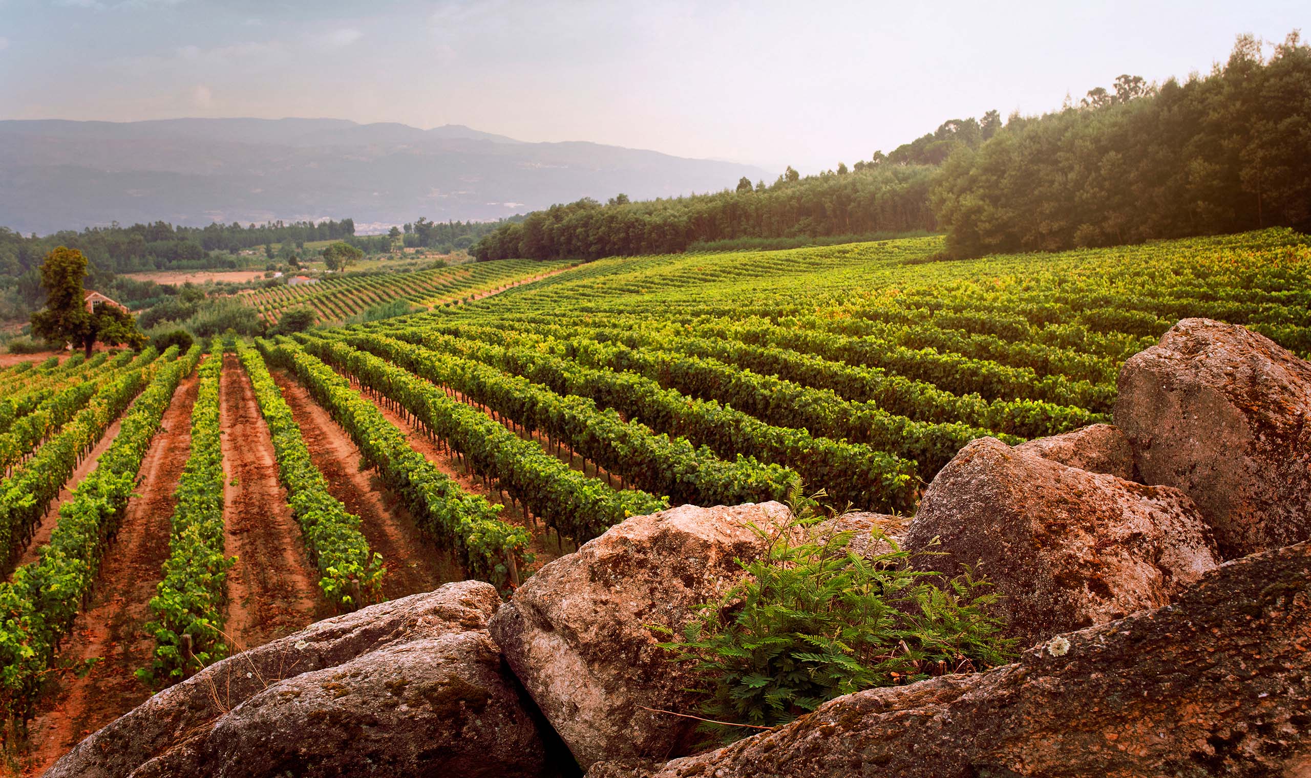 Northern Portugal | Wine Region Guide