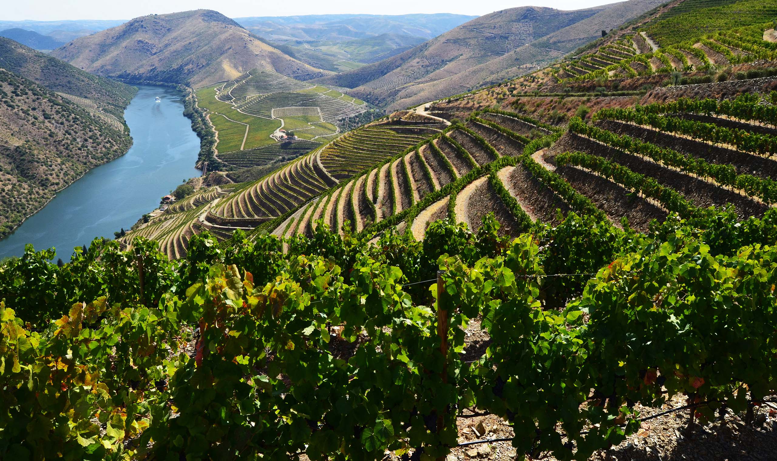 Douro | Wine Region Guide
