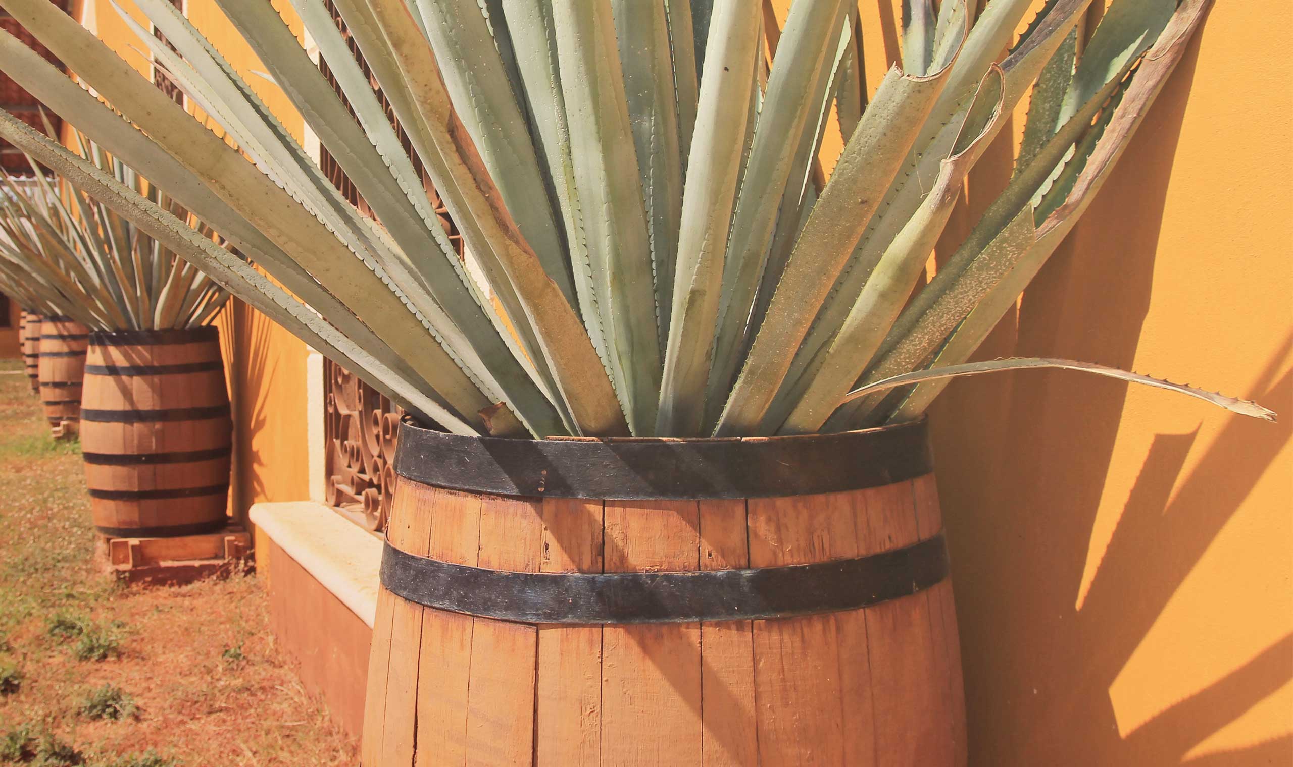 North | Wine Region Guide