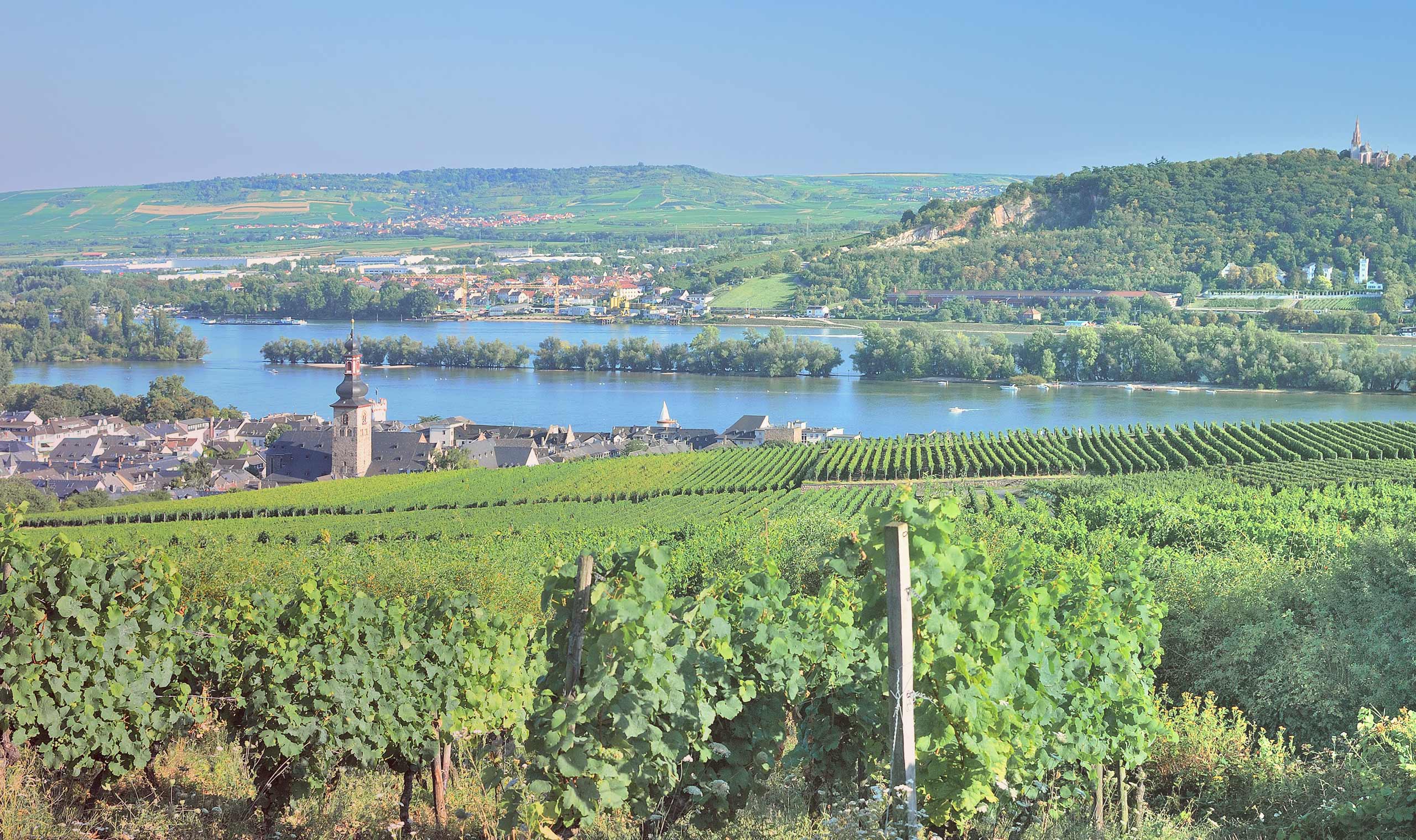 Rheingau | Wine Region Guide