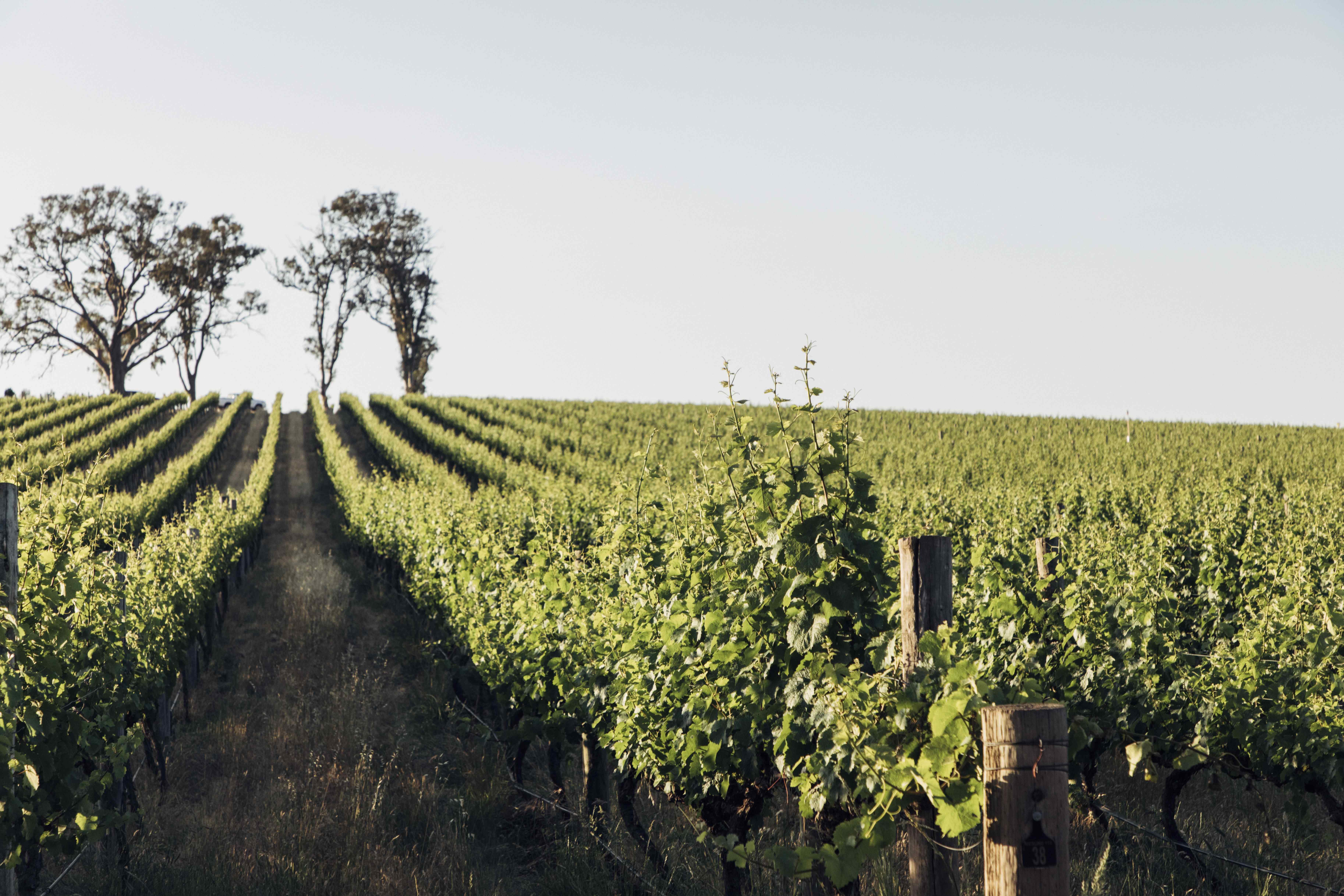 Australian Clare Valley Shiraz | Regional Wine Style