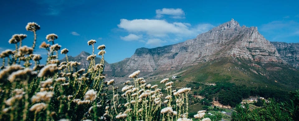 Vivino's 2016 Wine Style Awards: South African Syrah