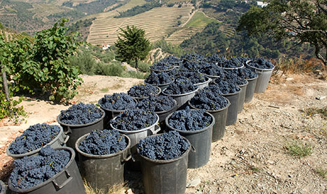 The Grapes Used for Port
