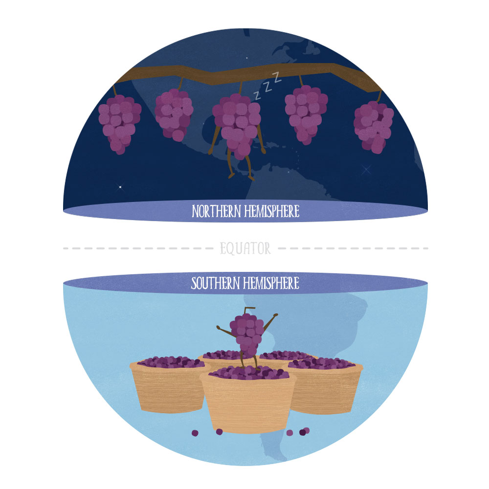 Northern vs. Southern Hemisphere Wines