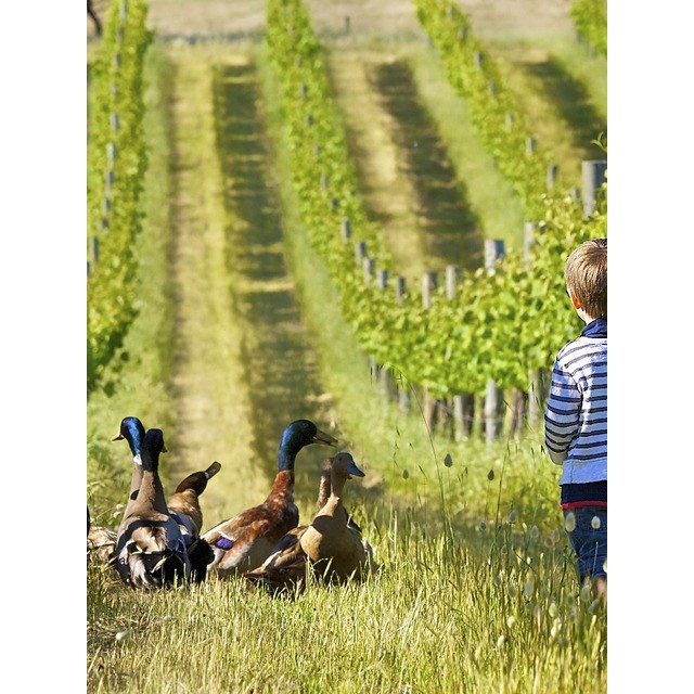 Cape Jaffa Winery | Vivino